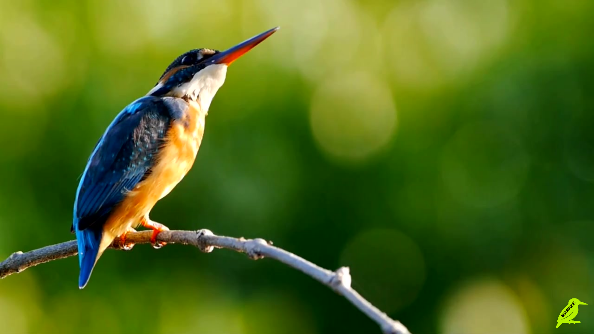 Kingfisher Bird the Flying Jewel