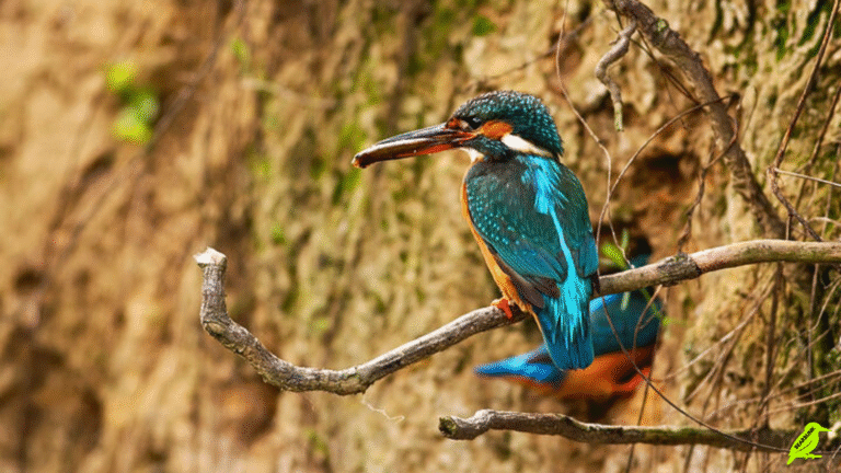 Kingfisher Bird the Flying Jewel