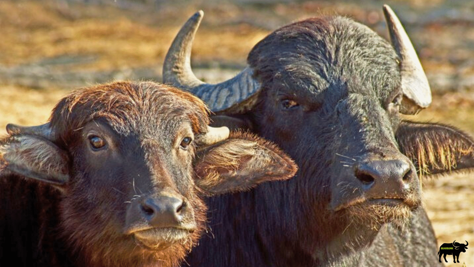 The Mighty Buffalo of Africa and Asia | Power on the Plains