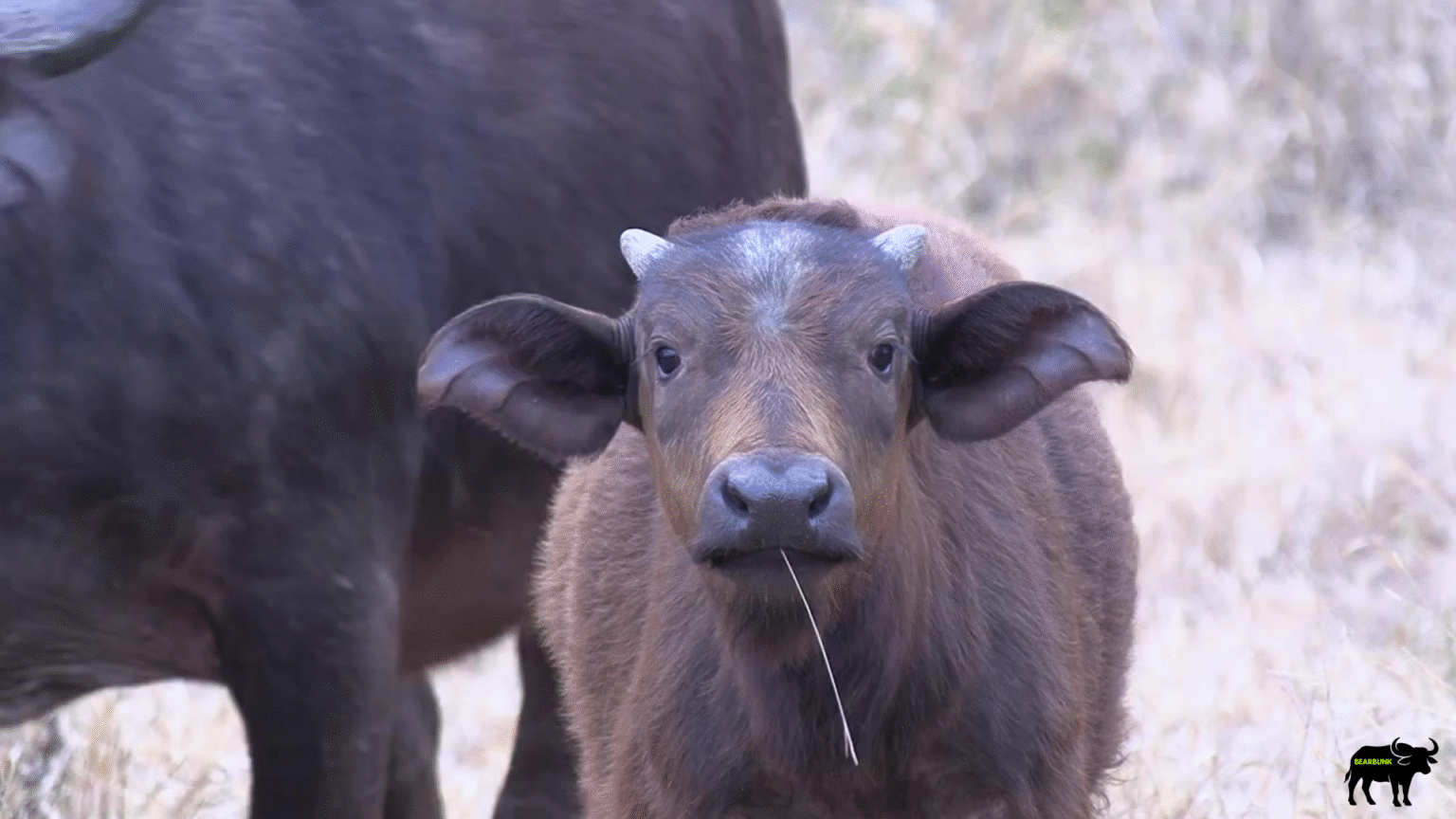The Mighty Buffalo of Africa and Asia | Power on the Plains