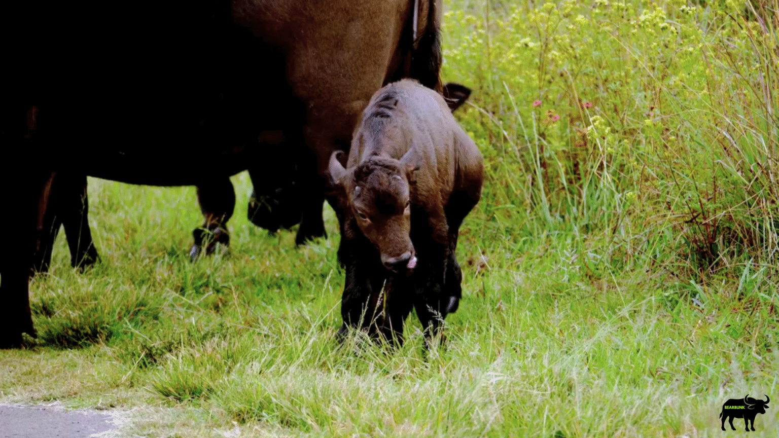 The Mighty Buffalo of Africa and Asia | Power on the Plains