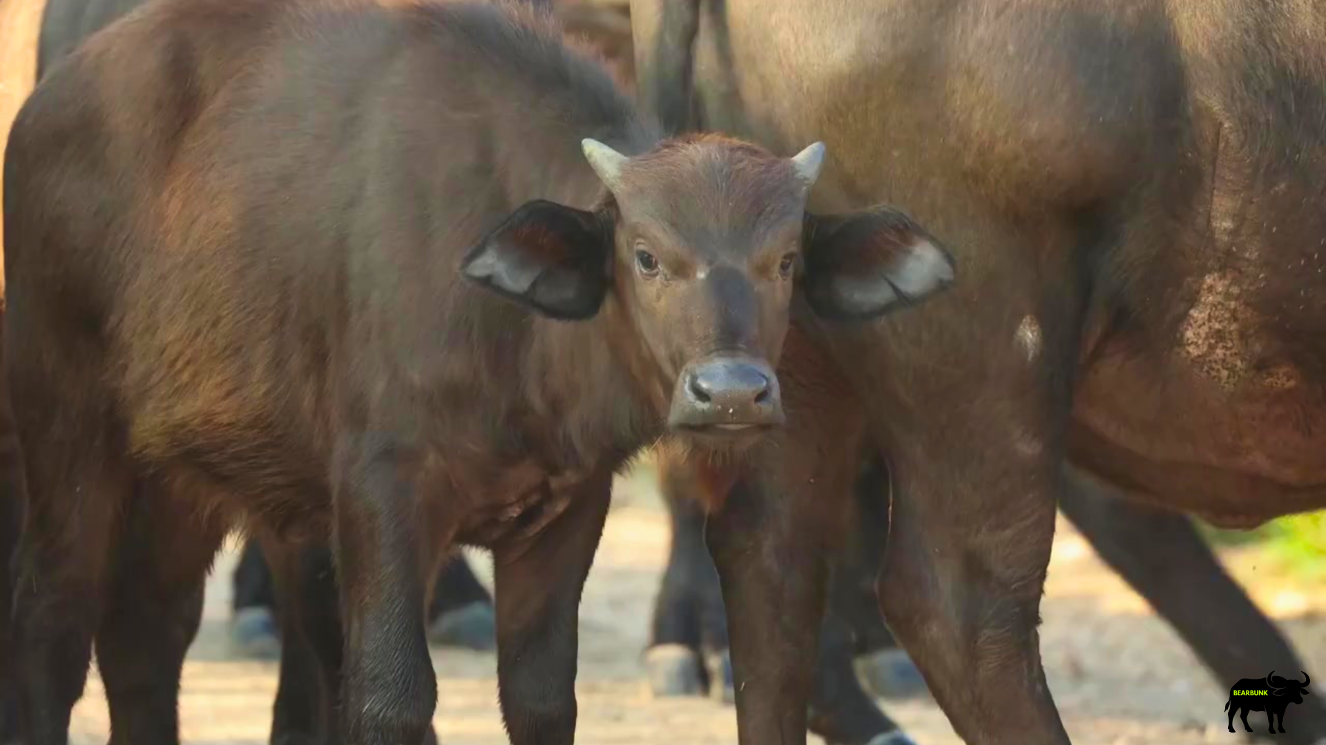 The Mighty Buffalo of Africa and Asia | Power on the Plains