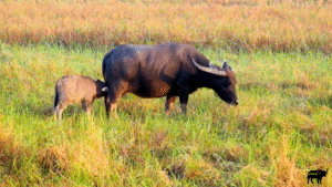 The Mighty Buffalo of Africa and Asia | Power on the Plains