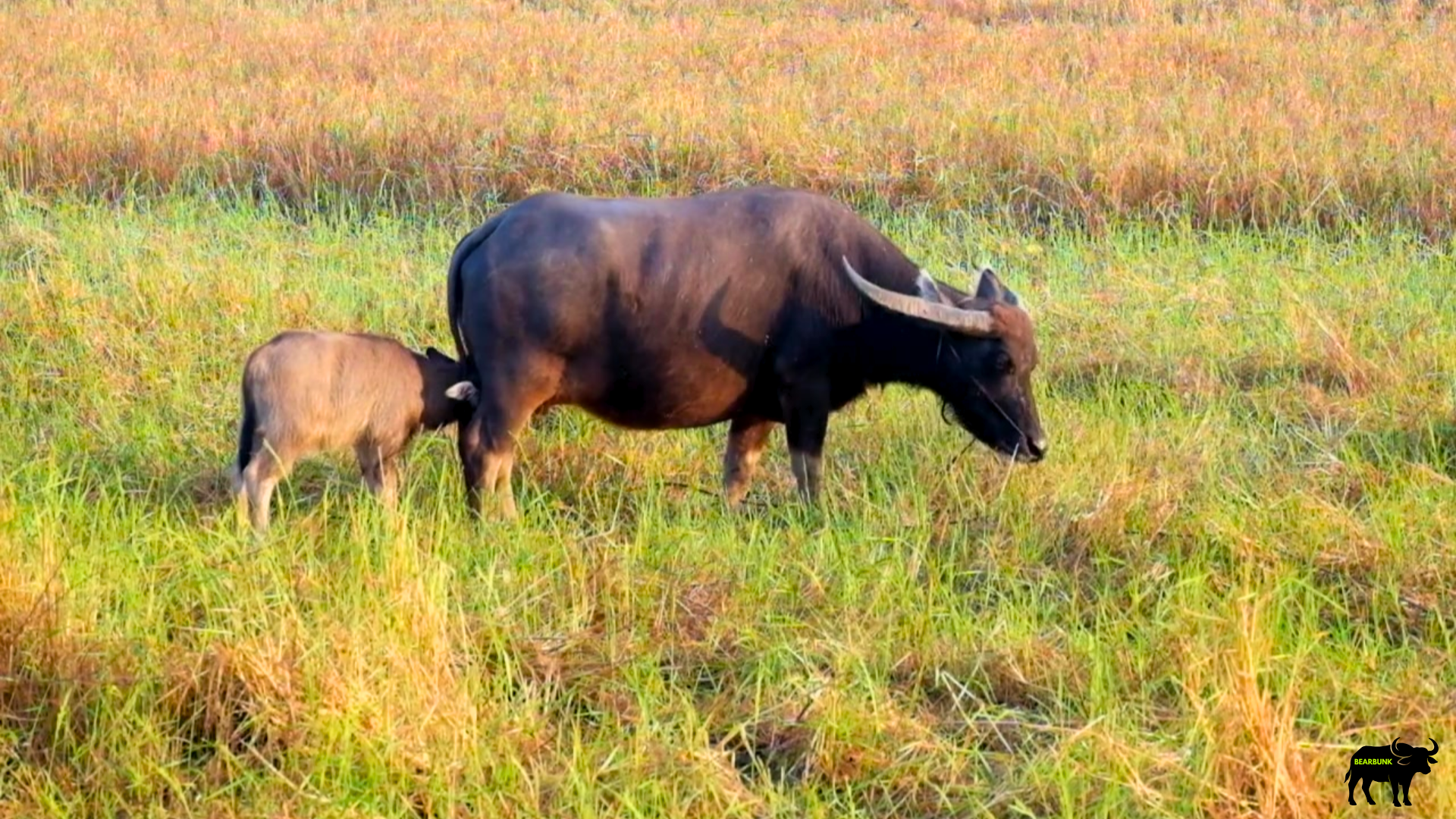 The Mighty Buffalo of Africa and Asia | Power on the Plains