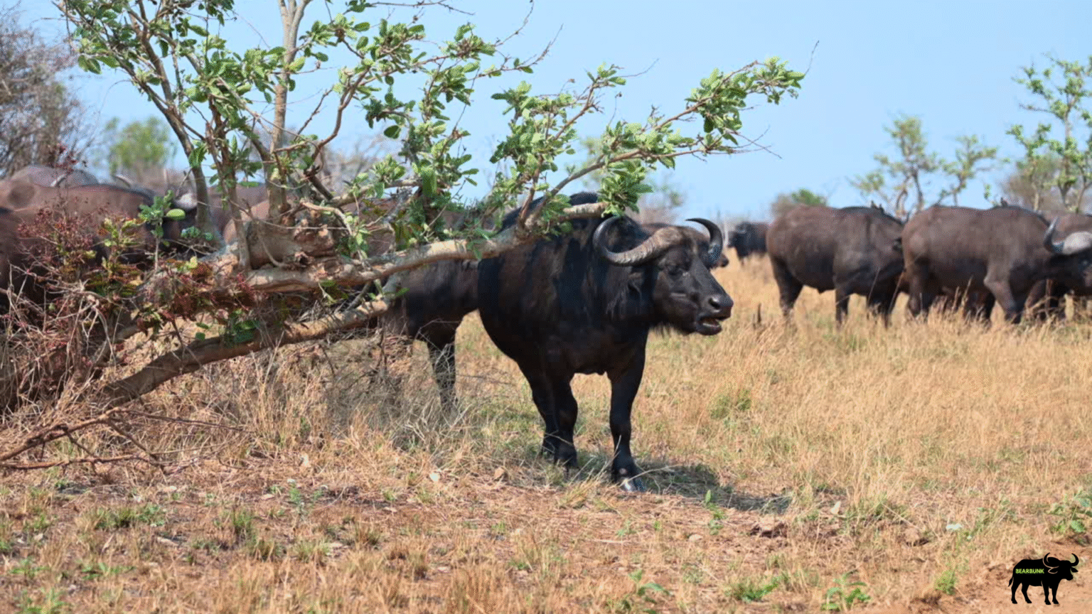 The Mighty Buffalo of Africa and Asia | Power on the Plains