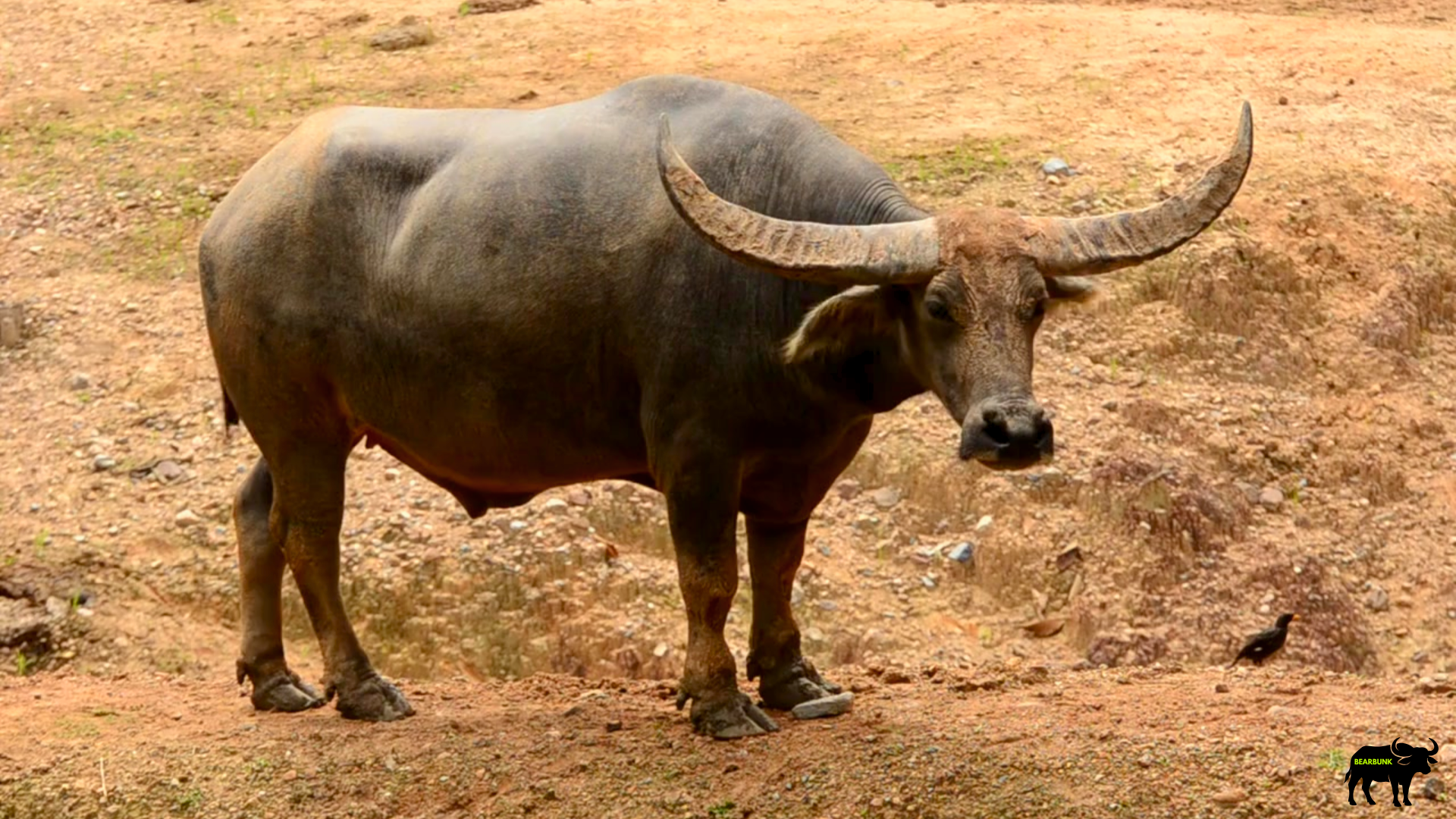 The Mighty Buffalo of Africa and Asia | Power on the Plains