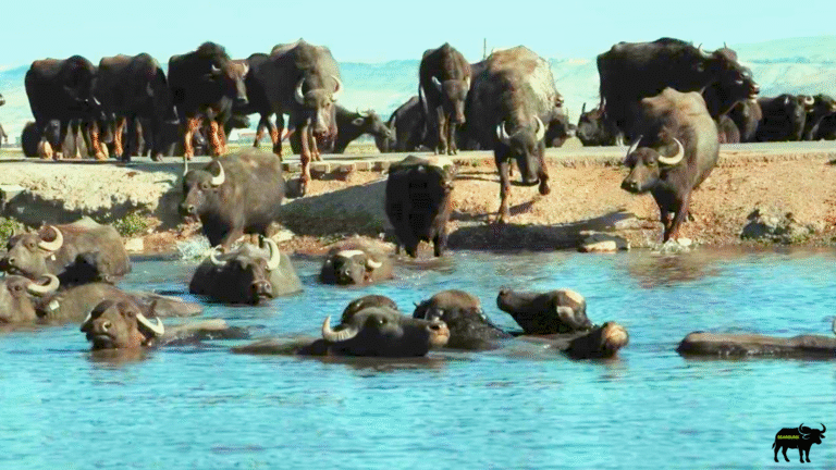The Mighty Buffalo of Africa and Asia | Power on the Plains