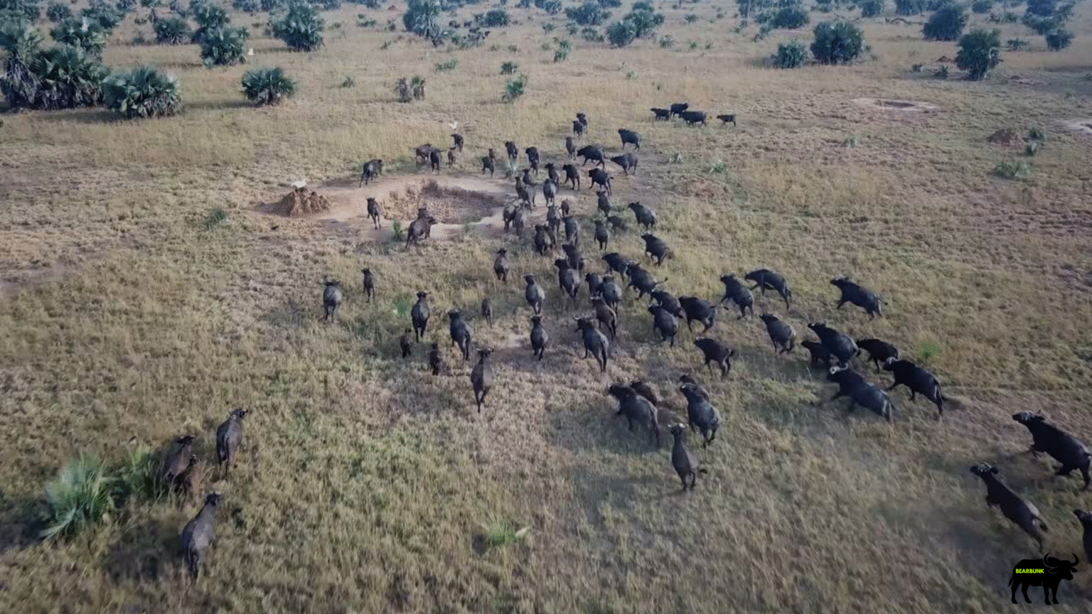 The Mighty Buffalo of Africa and Asia | Power on the Plains