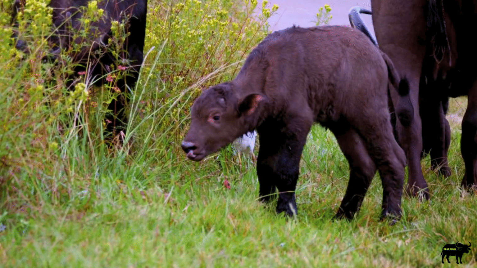 The Mighty Buffalo of Africa and Asia | Power on the Plains