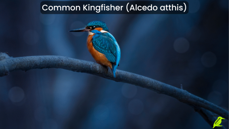 Kingfisher Bird the Flying Jewel