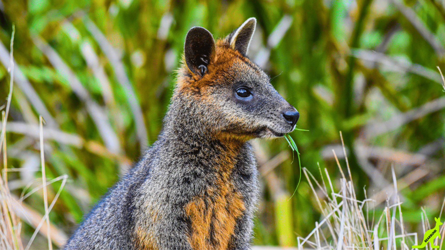 Wallabies – Amazing Little Hoppers of Australia | Fun Facts, Species ...