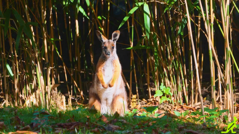 Wallabies – Amazing Little Hoppers of Australia | Fun Facts, Species ...