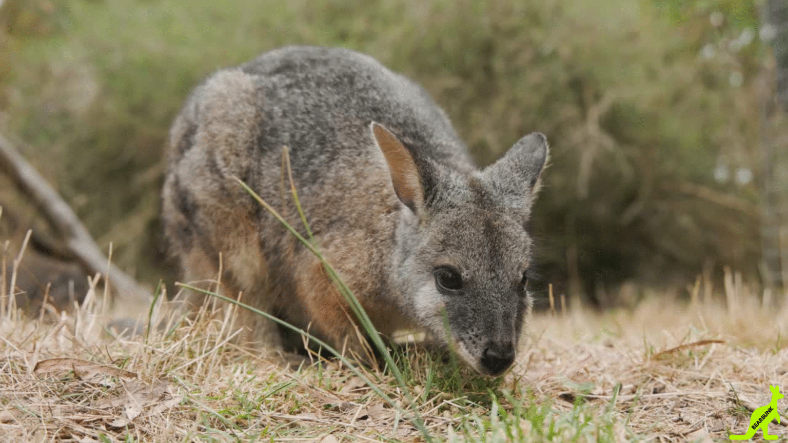 Wallabies – Amazing Little Hoppers of Australia | Fun Facts, Species ...