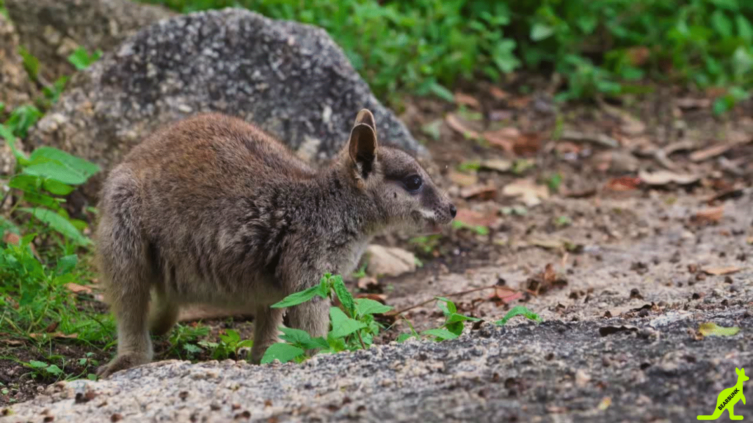Wallabies – Amazing Little Hoppers of Australia | Fun Facts, Species ...