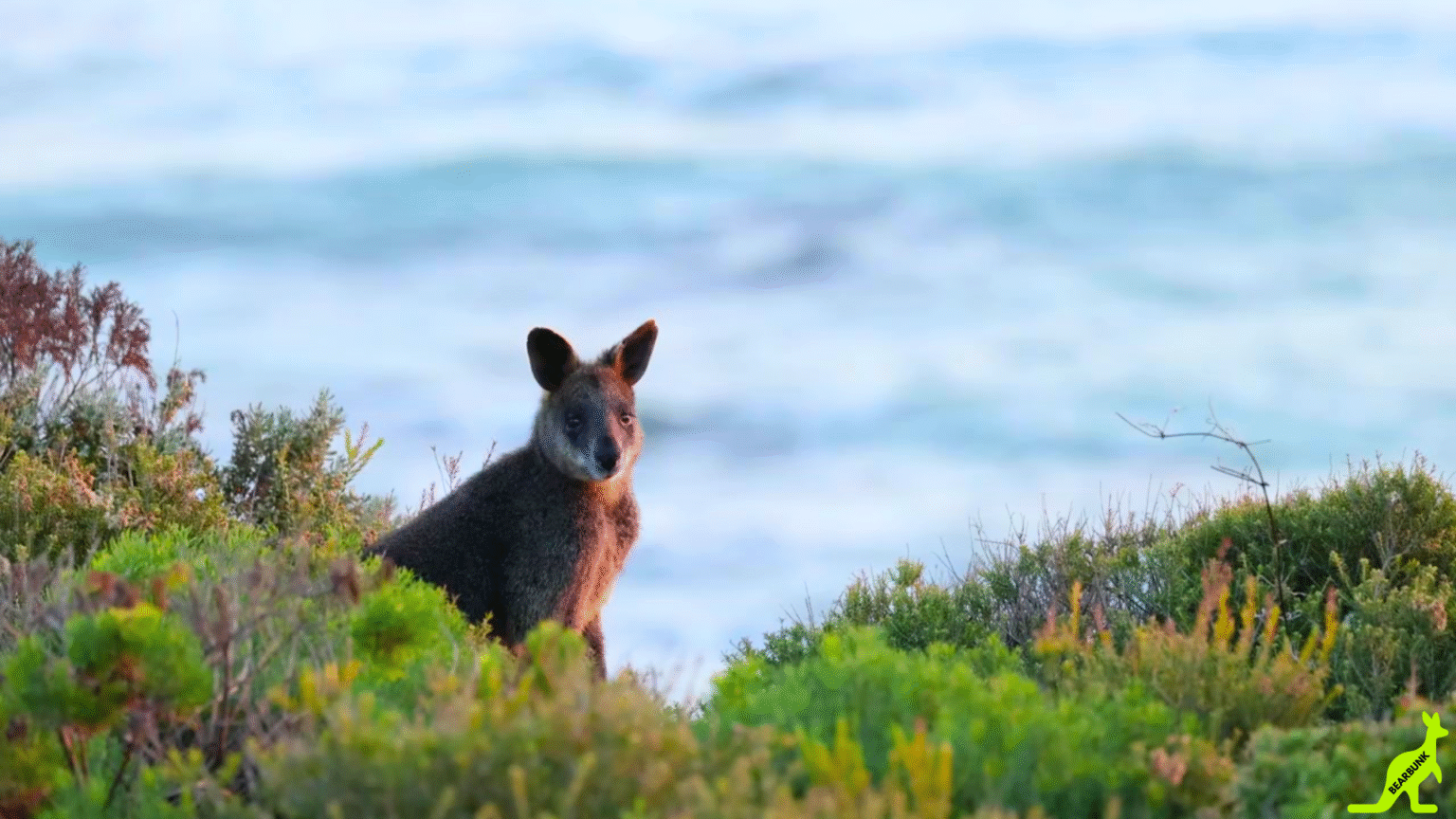 Wallabies – Amazing Little Hoppers of Australia | Fun Facts, Species ...