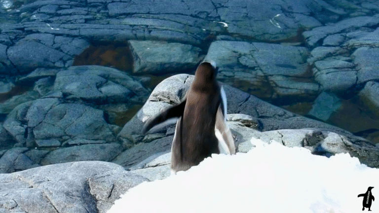 The Amazing Gentoo Penguin — An Antarctic Speed Machine!