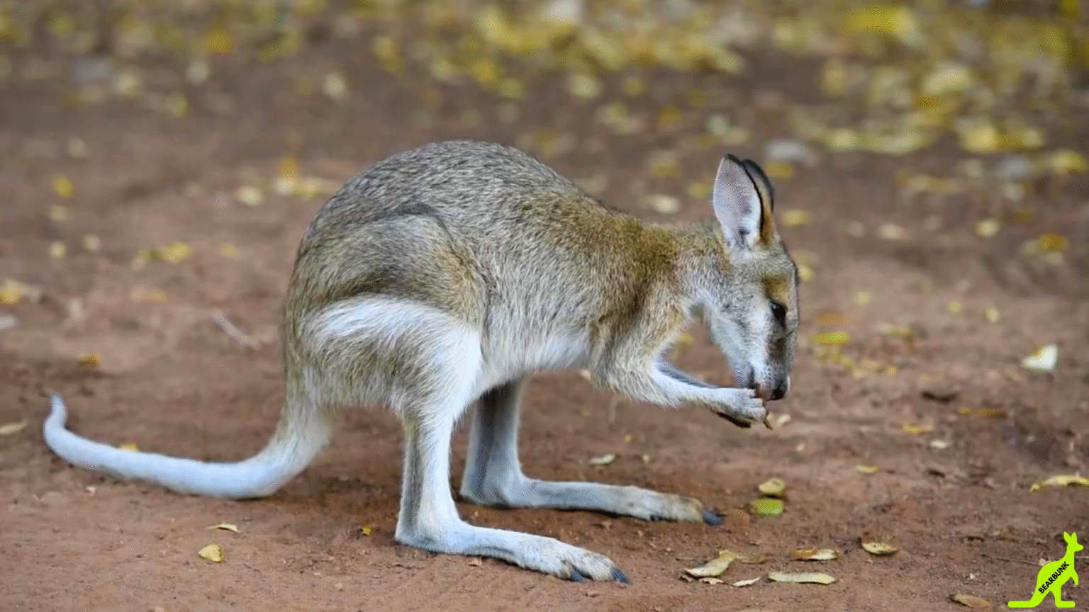 Wallabies – Amazing Little Hoppers of Australia | Fun Facts, Species ...
