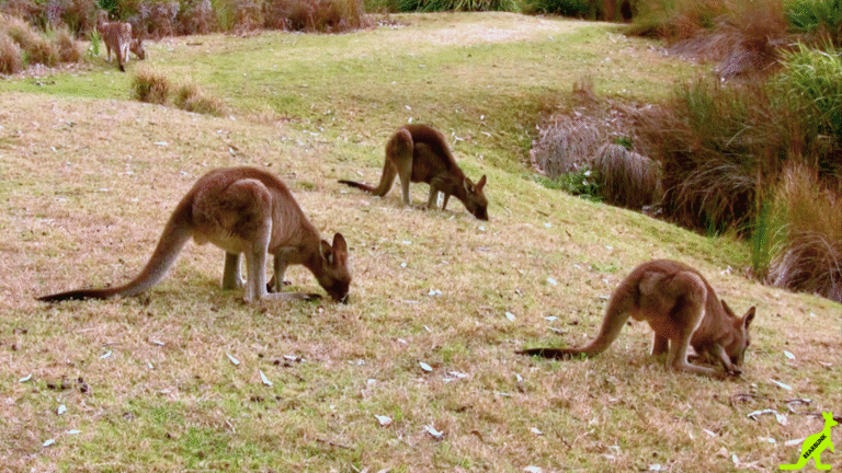 Wallabies – Amazing Little Hoppers of Australia | Fun Facts, Species ...