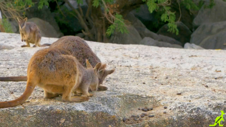 Wallabies – Amazing Little Hoppers of Australia | Fun Facts, Species ...