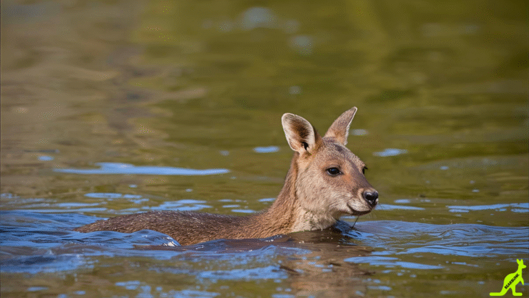 Wallabies – Amazing Little Hoppers of Australia | Fun Facts, Species ...