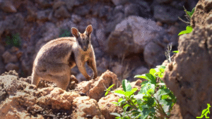 Wallabies – Amazing Little Hoppers of Australia | Fun Facts, Species ...