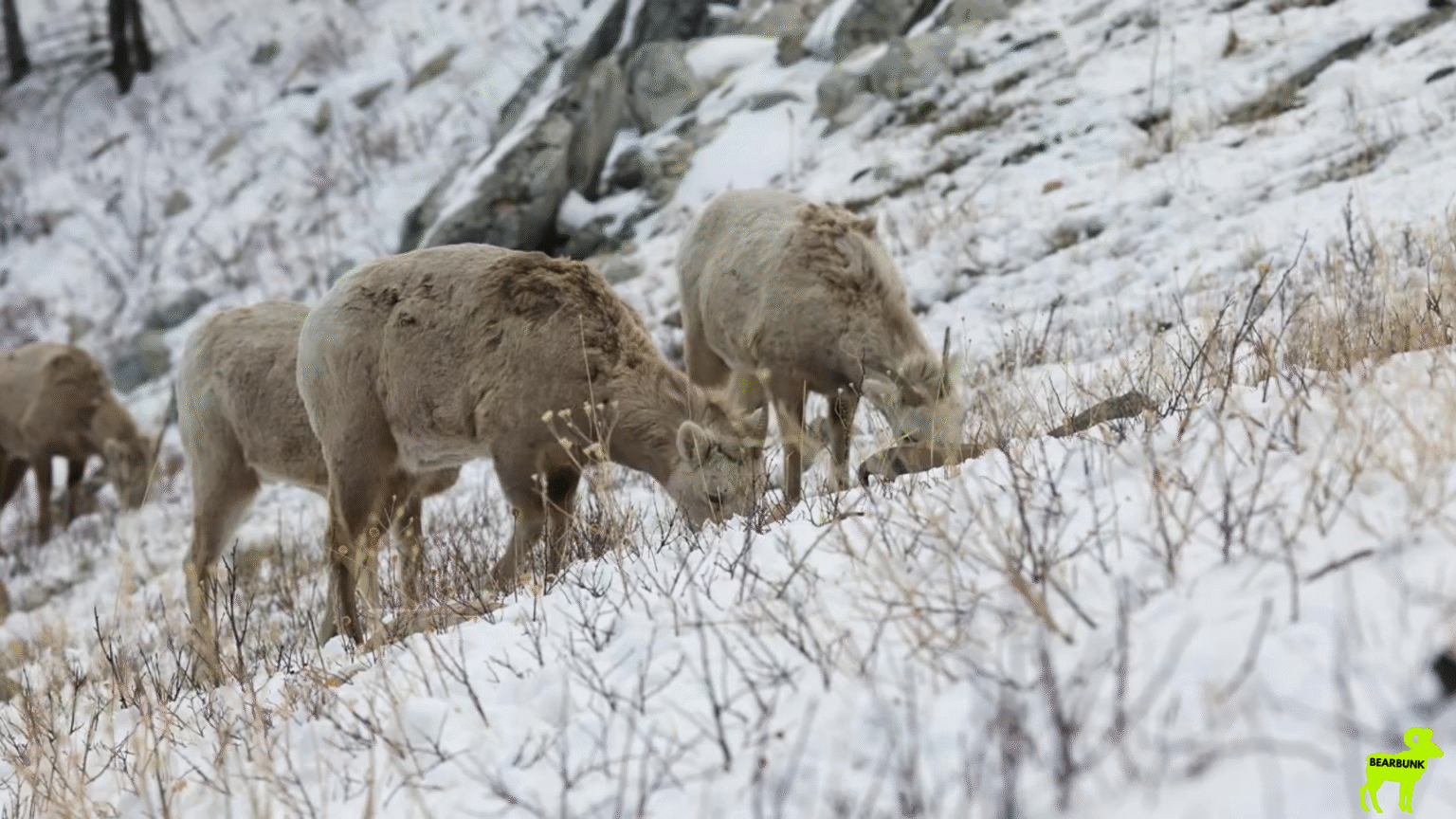 Bighorn Sheep: Facts, Climbing Skills & Amazing Adaptation