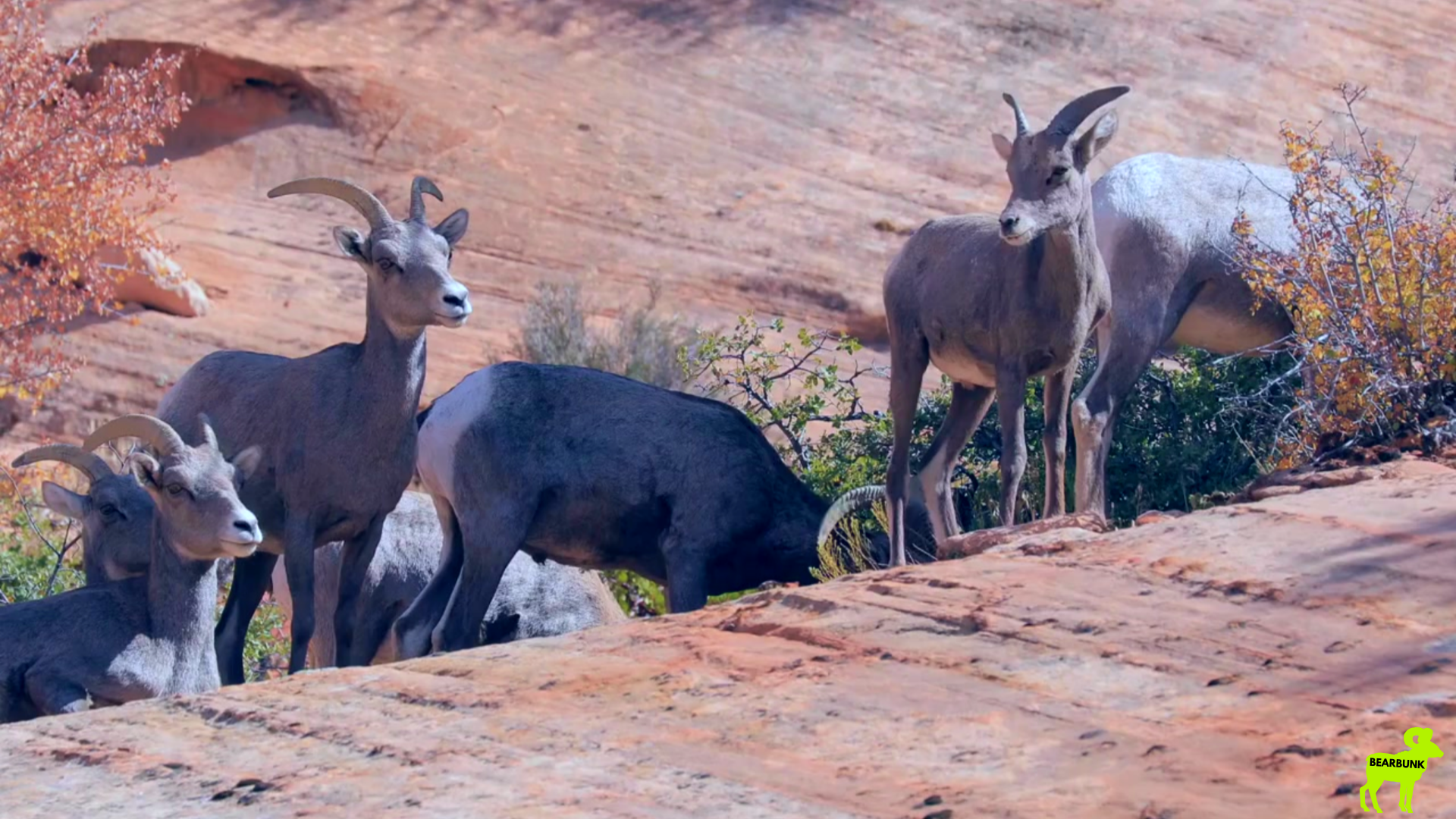 Bighorn Sheep: Facts, Climbing Skills & Amazing Adaptation