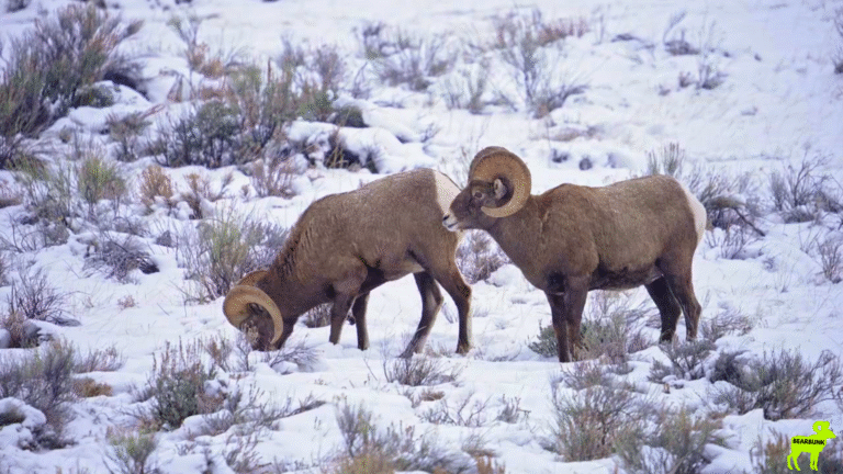 Bighorn Sheep: Facts, Climbing Skills & Amazing Adaptation