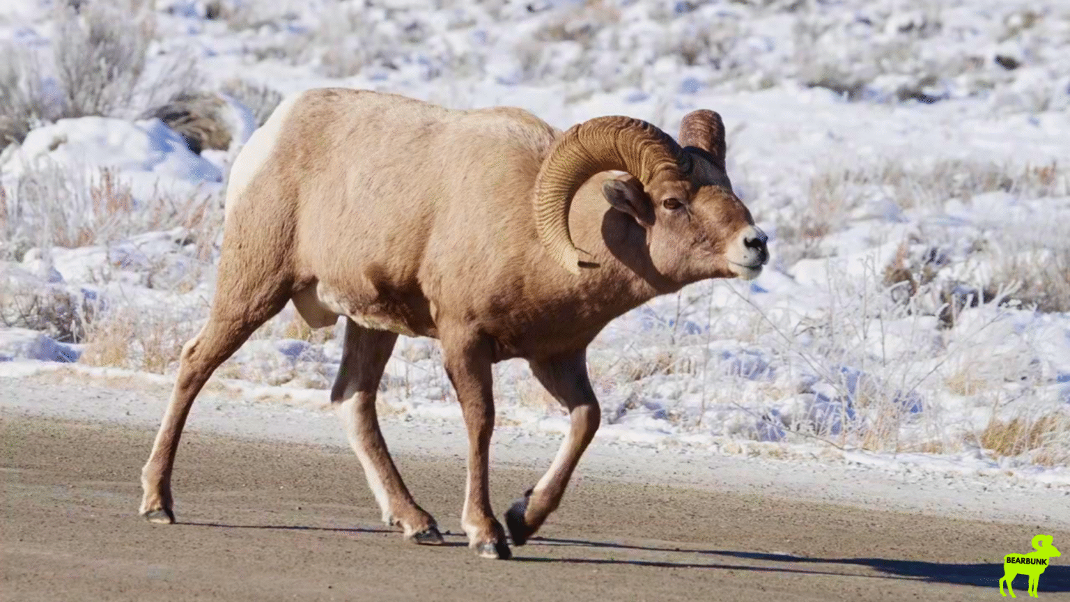Bighorn Sheep: Facts, Climbing Skills & Amazing Adaptation