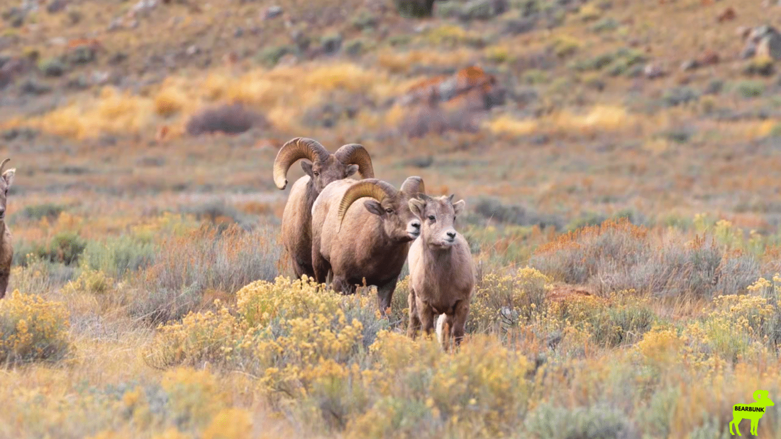 Bighorn Sheep: Facts, Climbing Skills & Amazing Adaptation