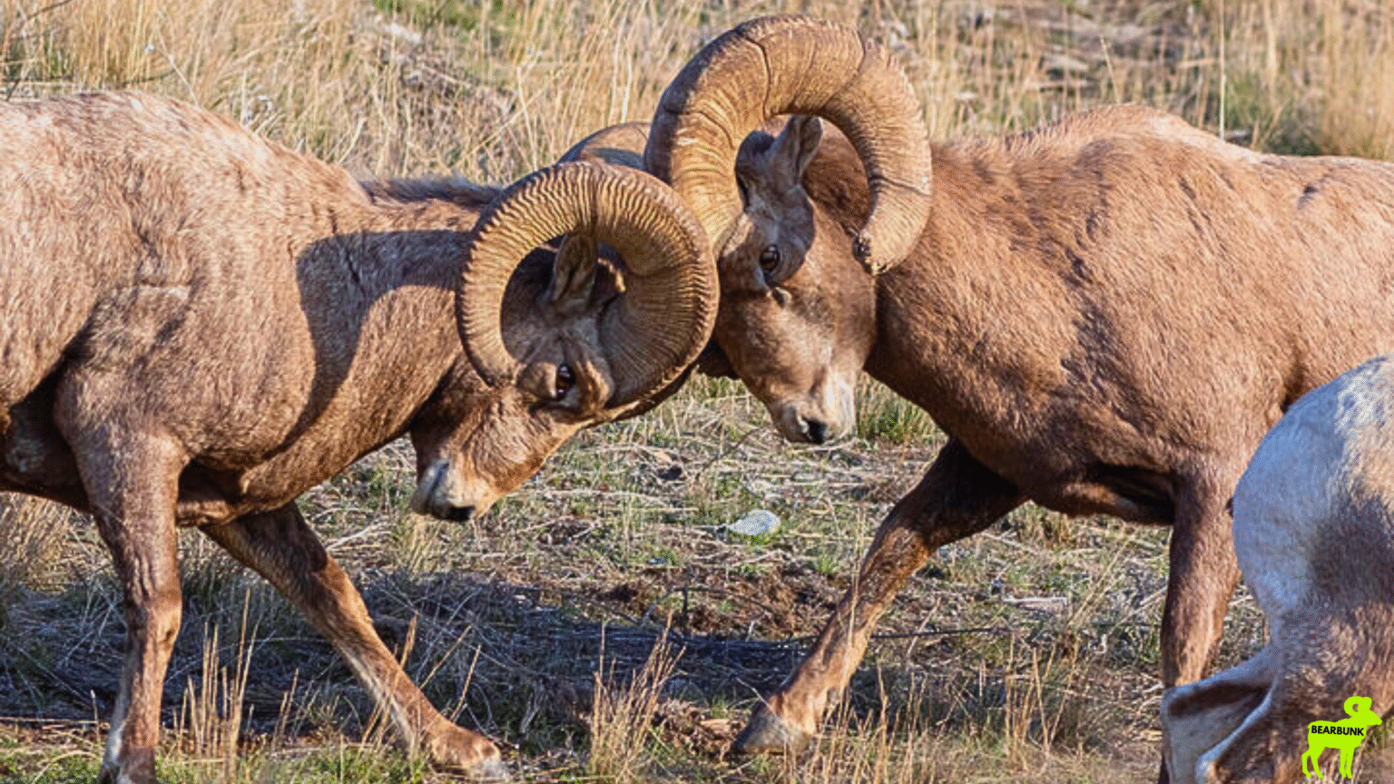 Bighorn Sheep: Facts, Climbing Skills & Amazing Adaptation