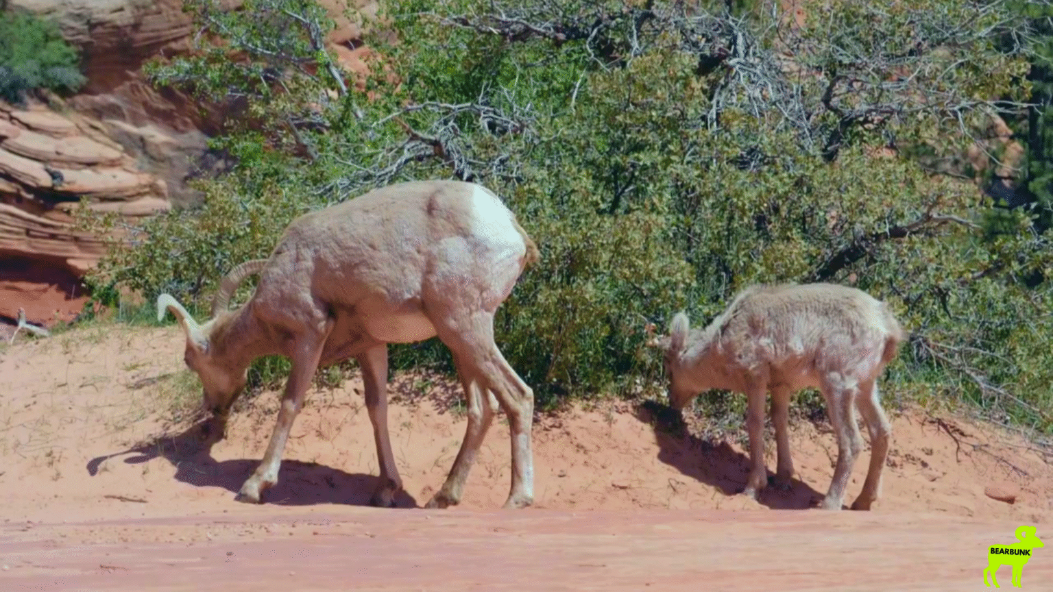 Bighorn Sheep: Facts, Climbing Skills & Amazing Adaptation