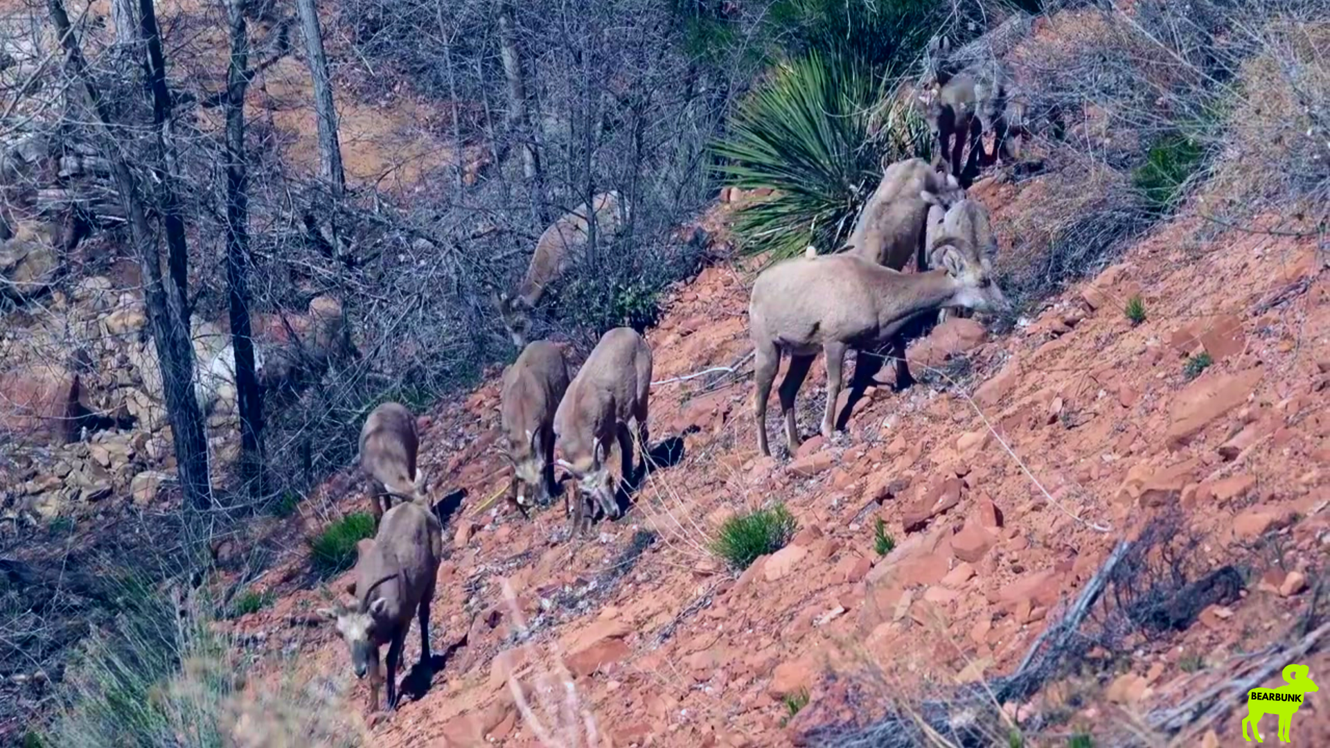 Bighorn Sheep: Facts, Climbing Skills & Amazing Adaptation