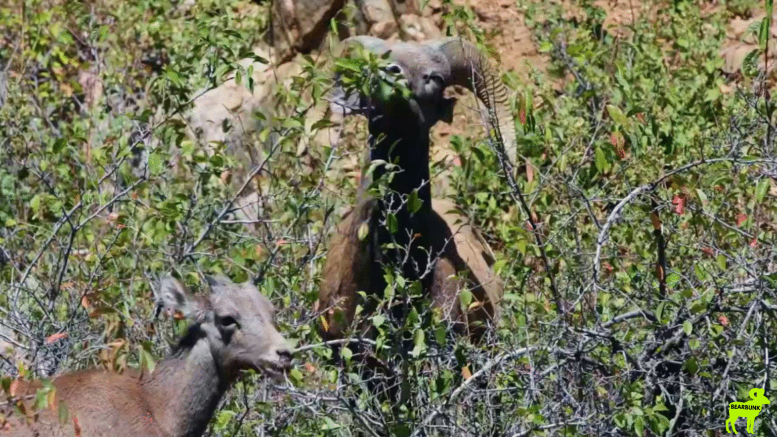 Bighorn Sheep: Facts, Climbing Skills & Amazing Adaptation