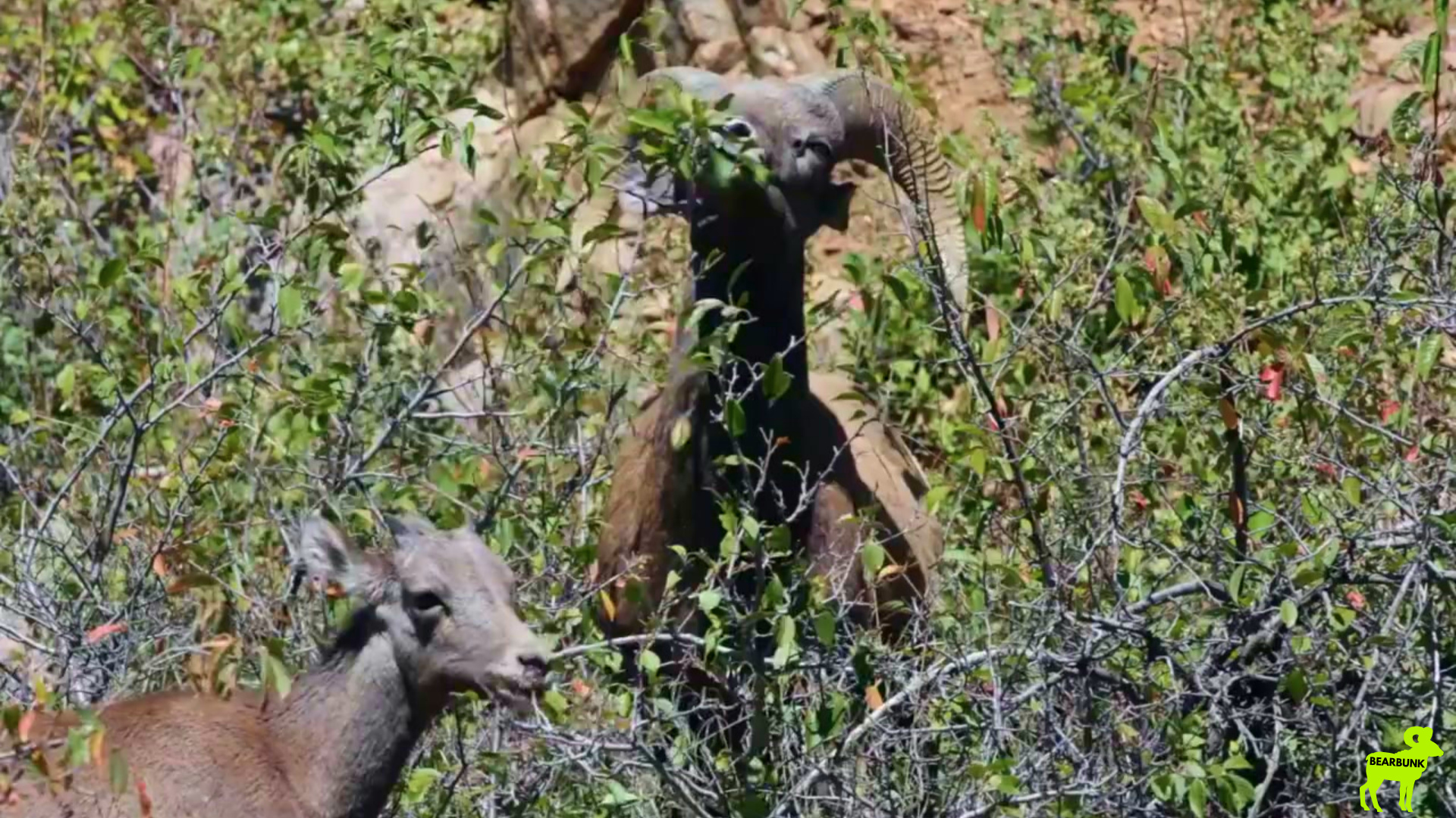 Bighorn Sheep: Facts, Climbing Skills & Amazing Adaptation