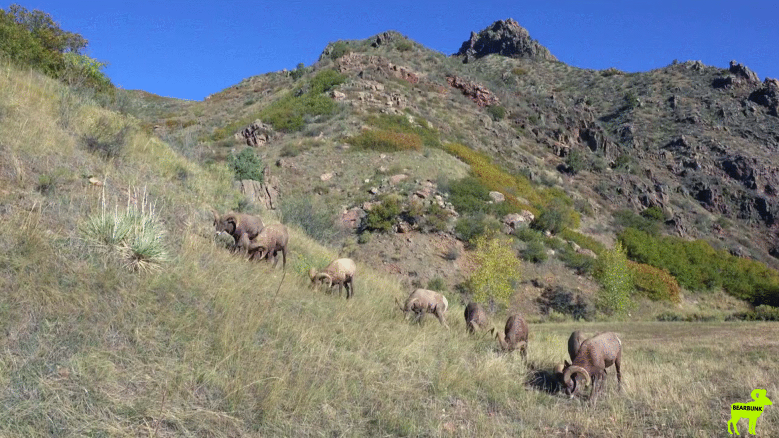 Bighorn Sheep: Facts, Climbing Skills & Amazing Adaptation