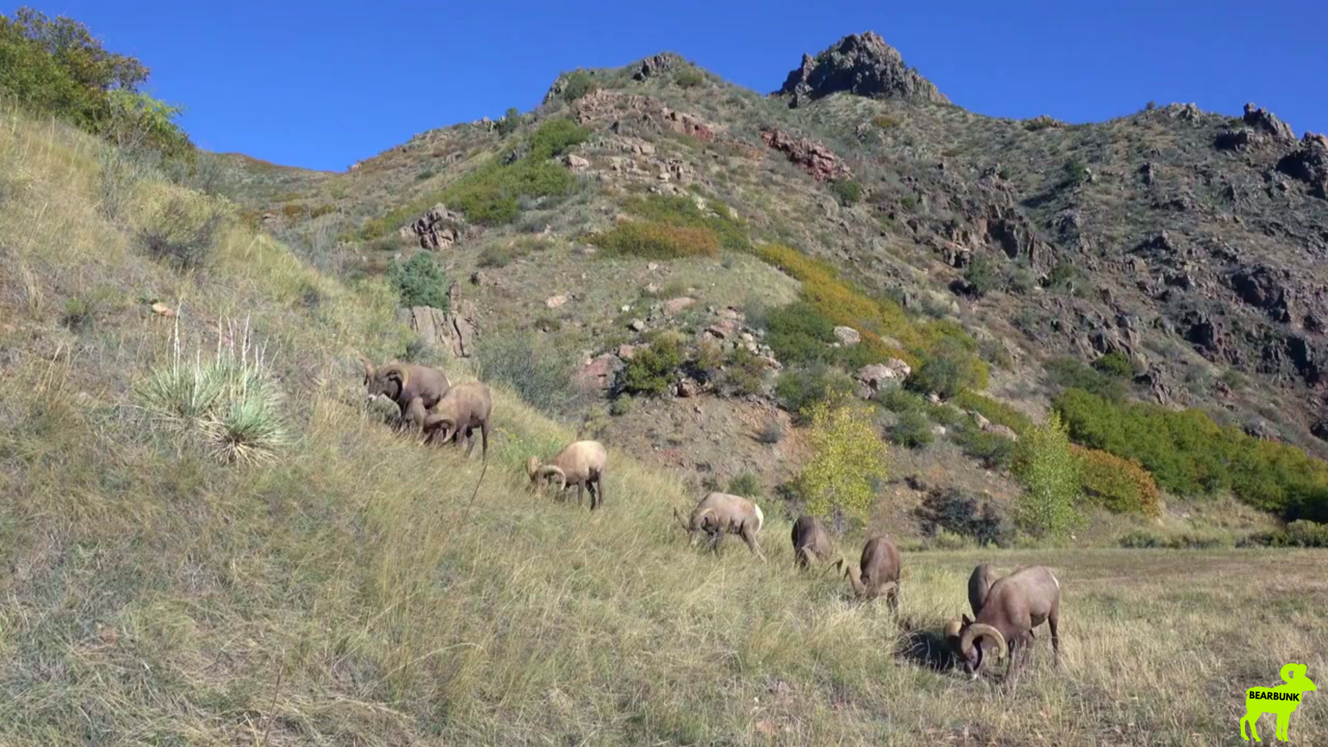 Bighorn Sheep: Facts, Climbing Skills & Amazing Adaptation