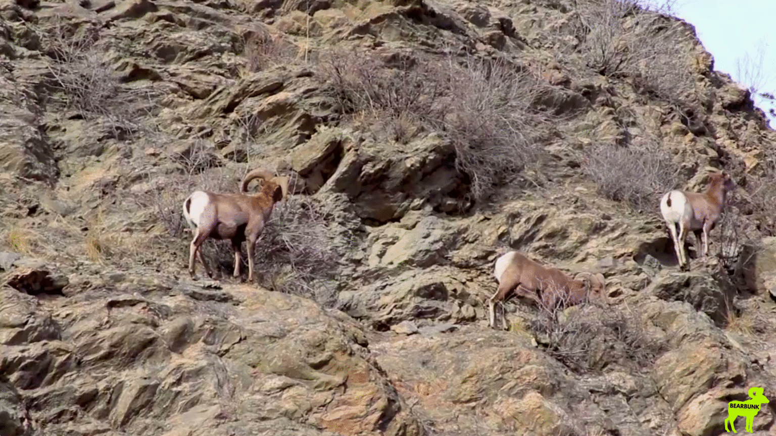 Bighorn Sheep: Facts, Climbing Skills & Amazing Adaptation