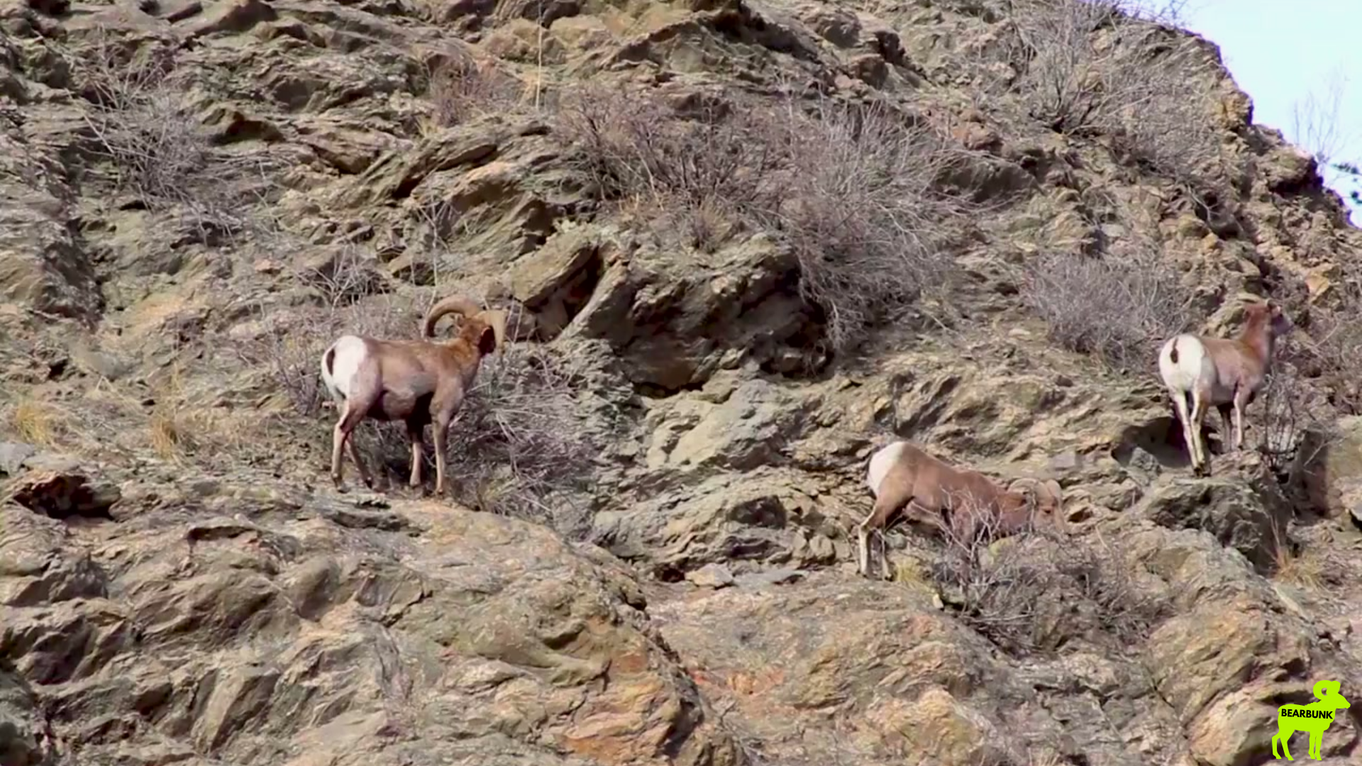 Bighorn Sheep: Facts, Climbing Skills & Amazing Adaptation