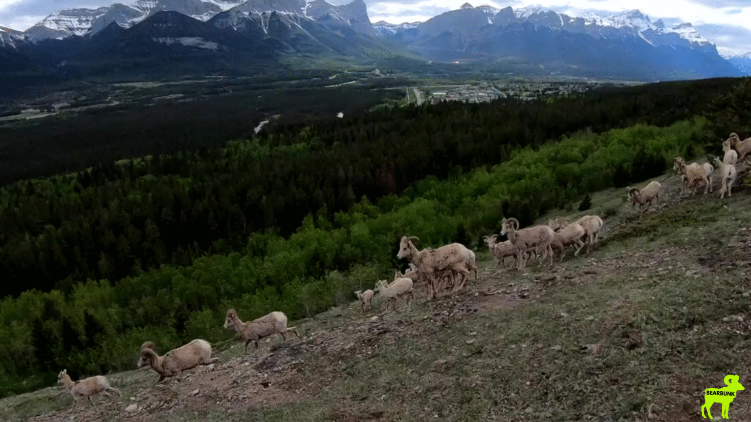 Bighorn Sheep: Facts, Climbing Skills & Amazing Adaptation