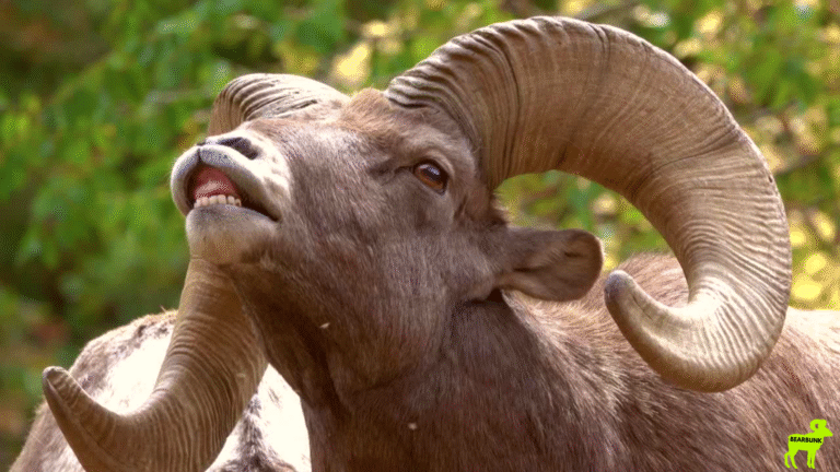 Bighorn Sheep: Facts, Climbing Skills & Amazing Adaptation
