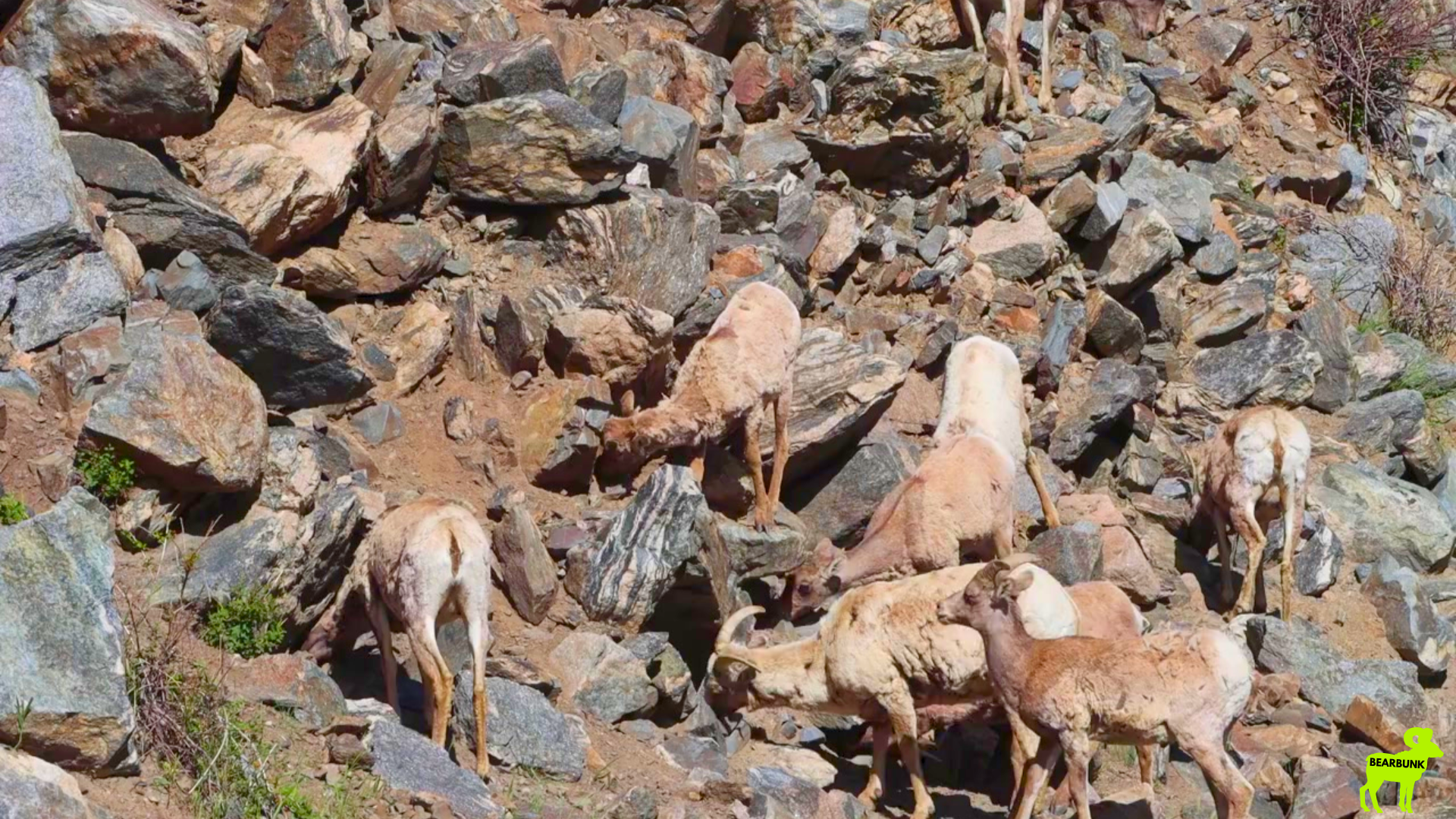 Bighorn Sheep: Facts, Climbing Skills & Amazing Adaptation