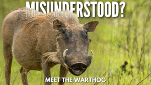 Warthog Facts | Habitat, Behavior, Diet & Survival Adaptations