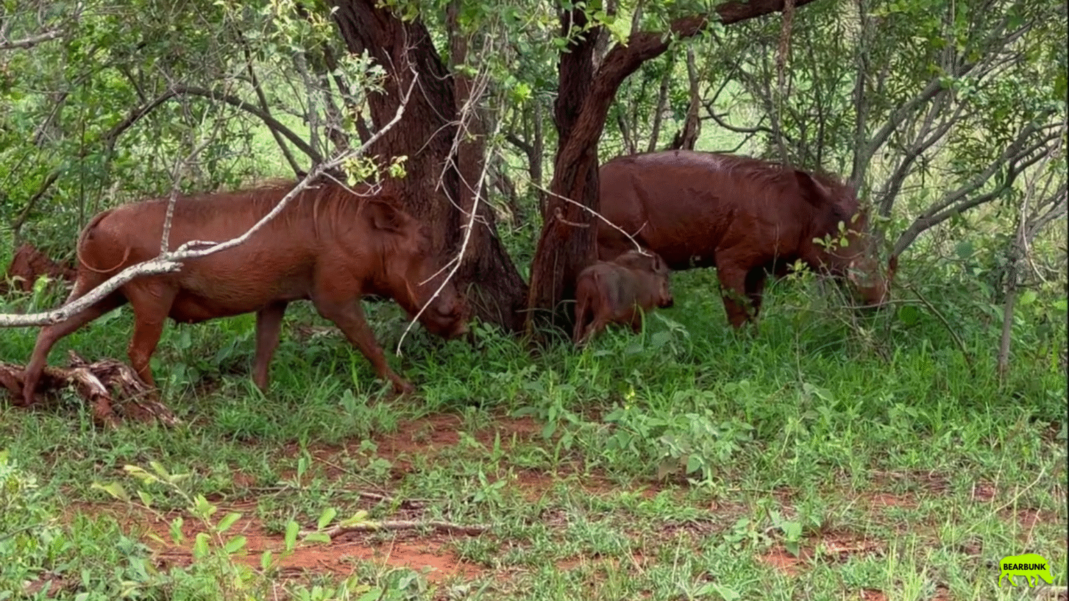 Warthog Facts | Habitat, Behavior, Diet & Survival Adaptations
