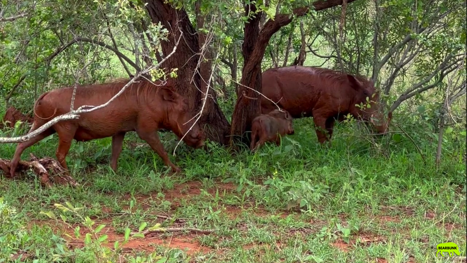 Warthog Facts | Habitat, Behavior, Diet & Survival Adaptations