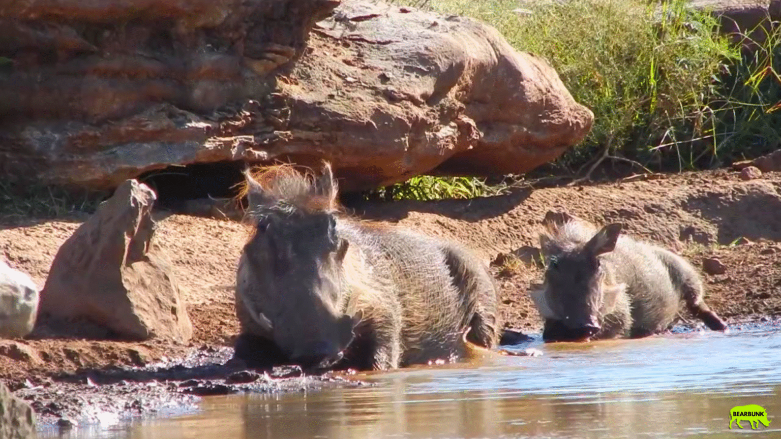 Warthog Facts | Habitat, Behavior, Diet & Survival Adaptations