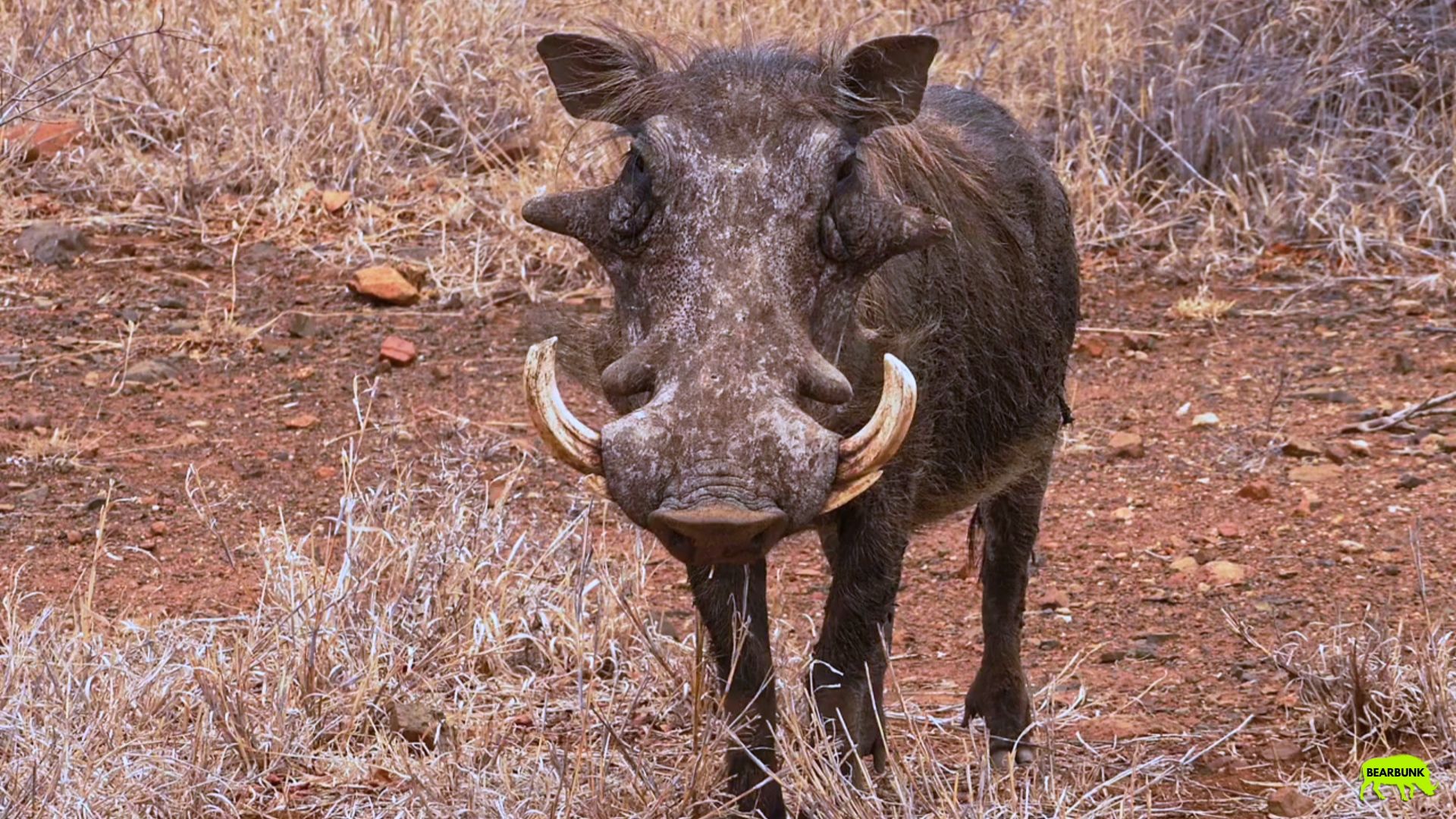 Warthog Facts | Habitat, Behavior, Diet & Survival Adaptations