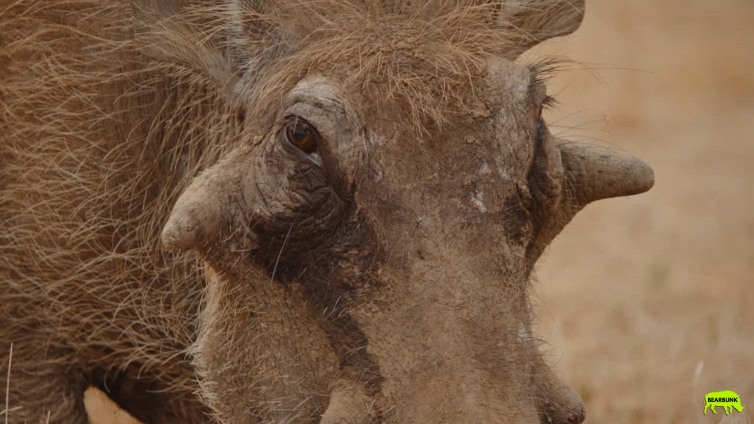 Warthog Facts | Habitat, Behavior, Diet & Survival Adaptations