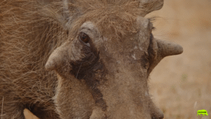 Warthog Facts | Habitat, Behavior, Diet & Survival Adaptations