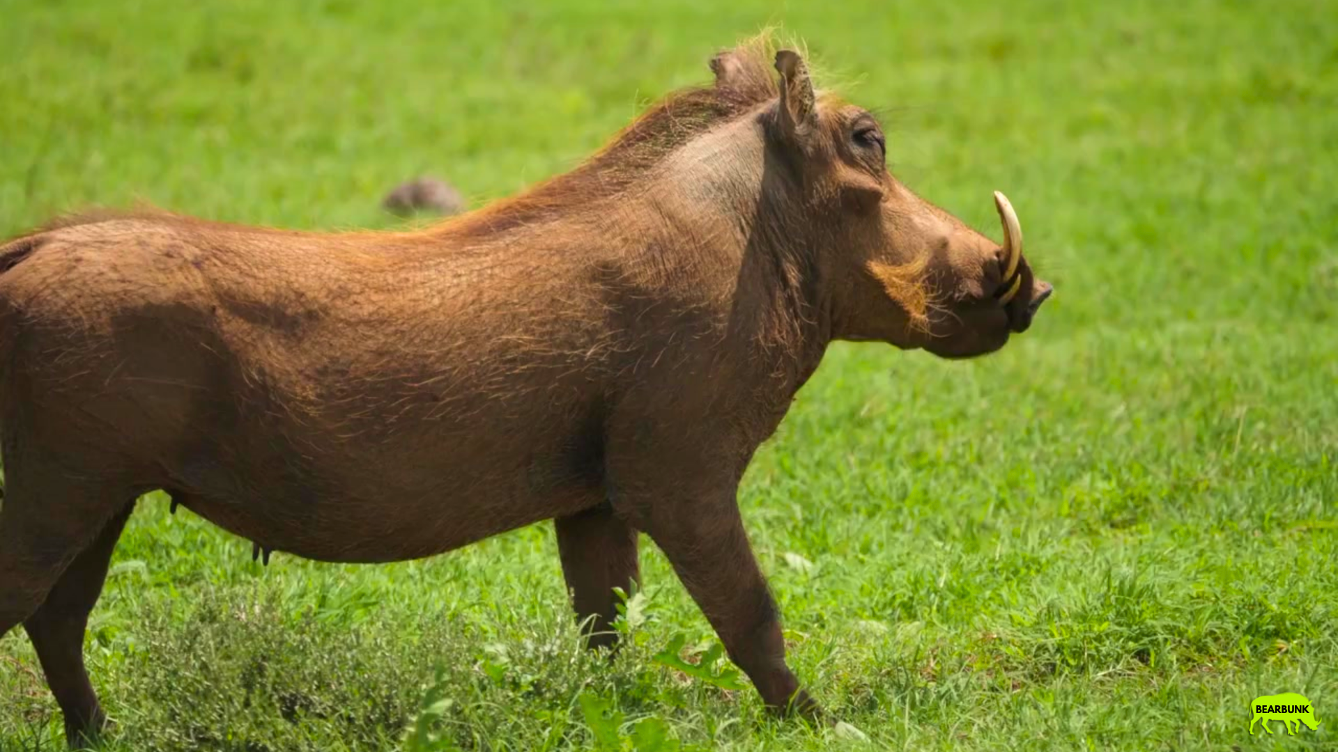 Warthog Facts | Habitat, Behavior, Diet & Survival Adaptations